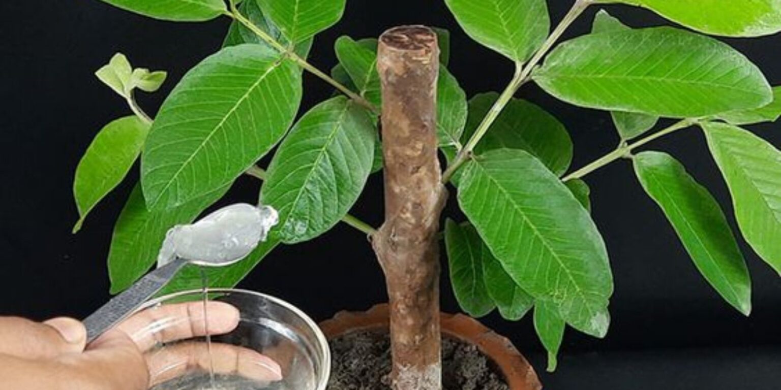 How to Propagate Guava Trees by Cuttings with Aloe Vera: A Beginner’s Guide - Natural Garden Tips