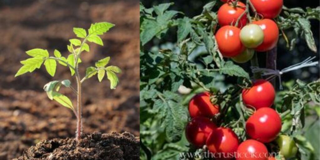 Fast Growing Tomato Types You Should Grow in the Garden for an Early ...