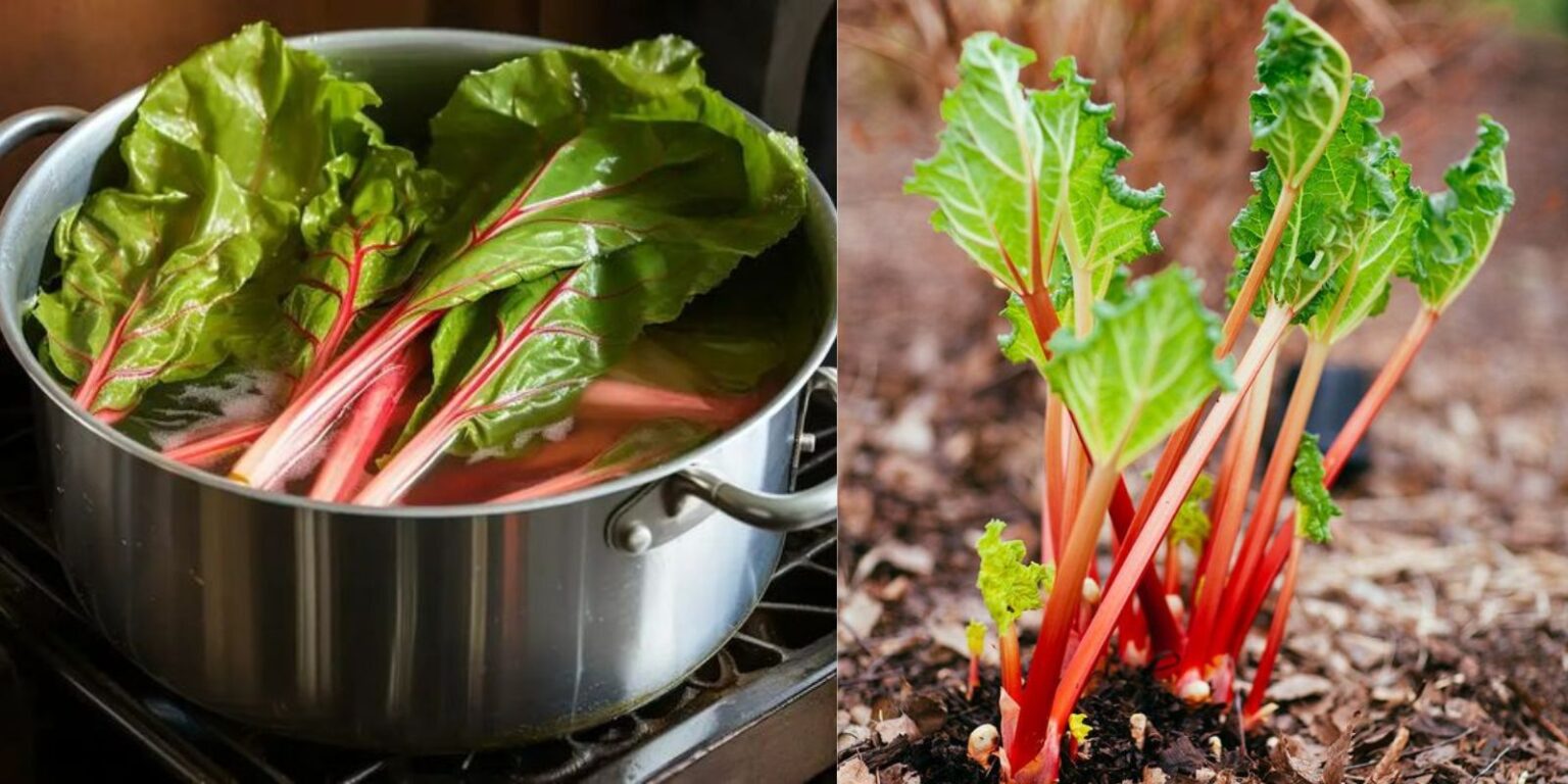 6 Ways to Use Rhubarb Leaves Around the Home or Garden - Natural Garden ...