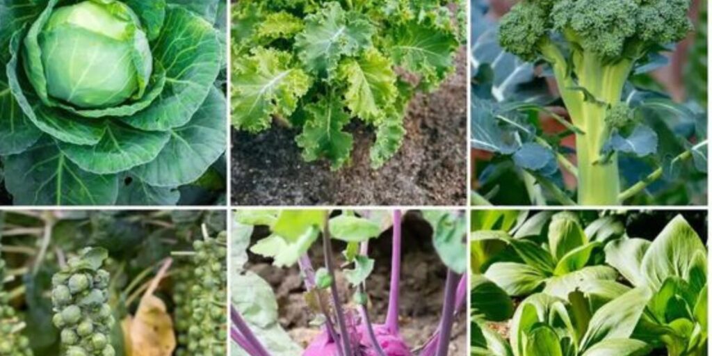 Enhancing Your Cabbage Patch: 18 Companion Plants to Promote Growth and ...