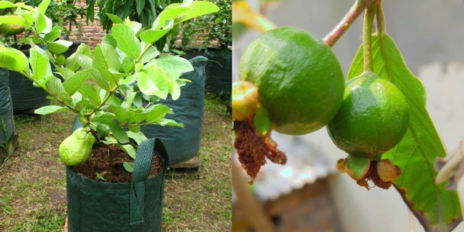 How to Grow Guava Fruit in a Pot: A Complete Guide to a Bountiful Harvest - Natural Garden Tips