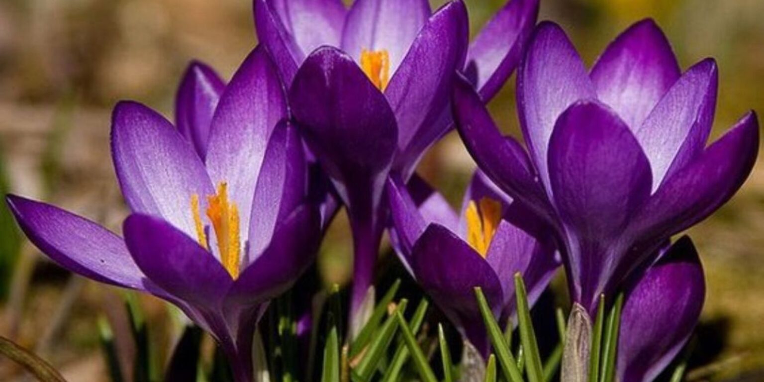 Growing Saffron in Containers: A Comprehensive Guide - Natural Garden Tips