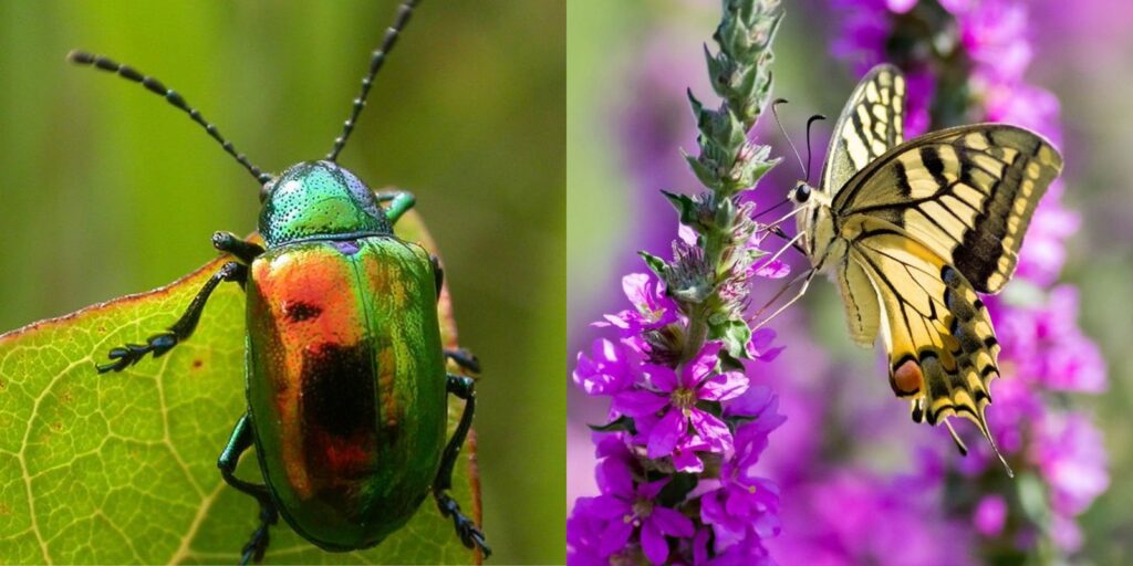 How to Care for Your Garden’s Beneficial Beetle: Essential Tips for a ...