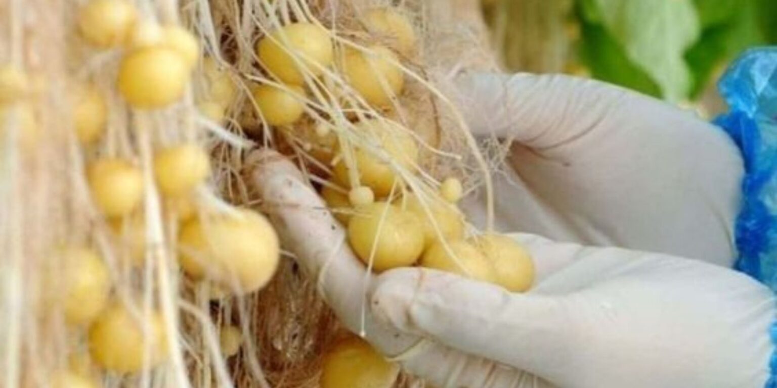 How to Grow Potatoes Without Soil: A Comprehensive Guide 🥔 - Natural ...