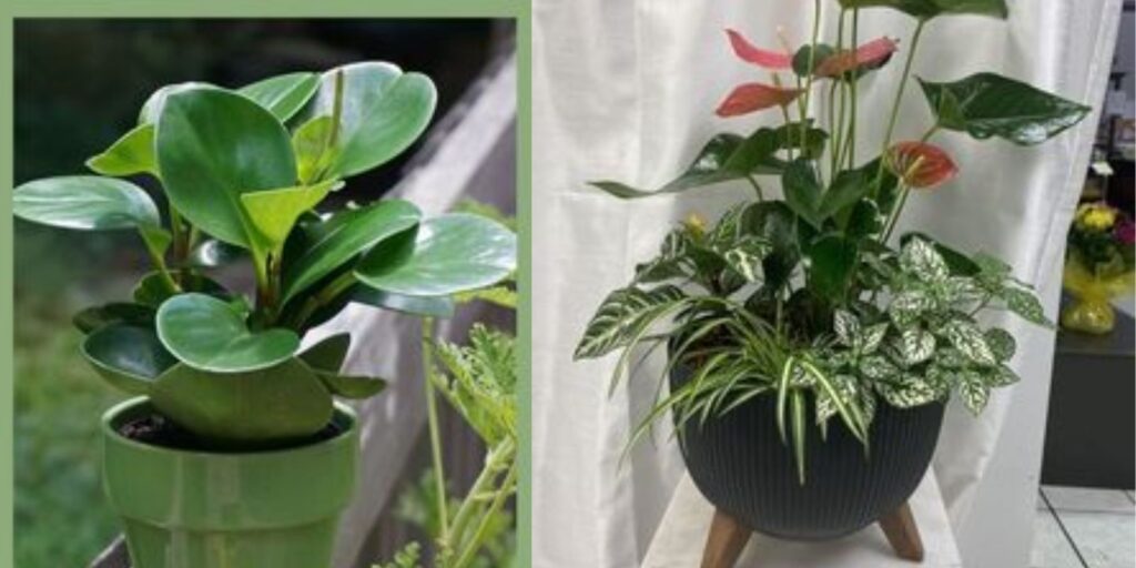 7 Plants That Thrive Without Sunlight: Transforming Low-Light Spaces ...
