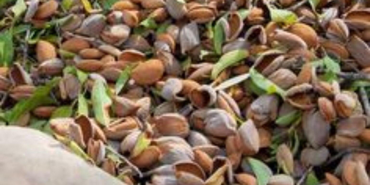 Where Do Almonds Come From? Find Out! - Natural Garden Tips