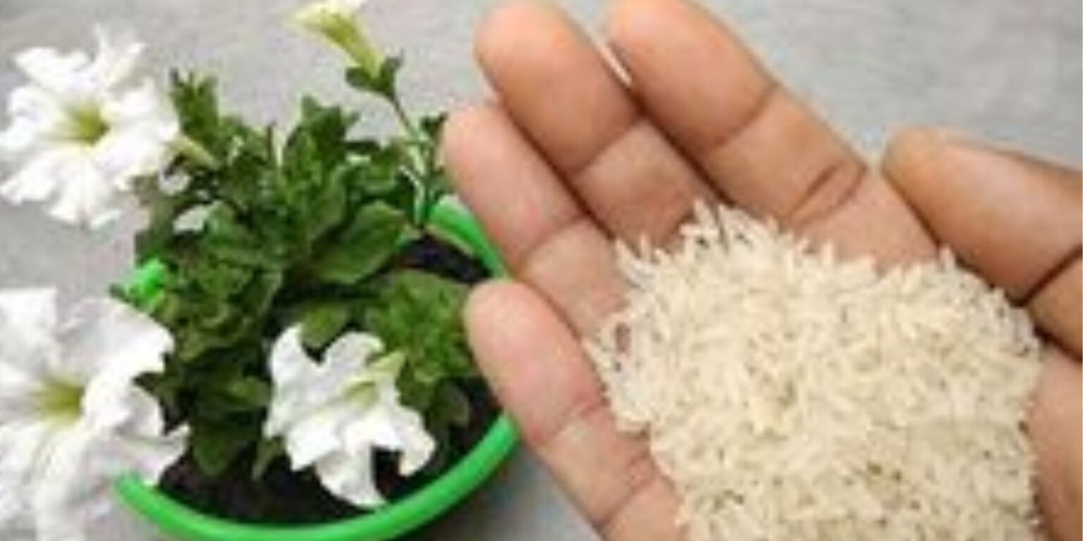 Harnessing the Power of Washed Rice Water: Enhancing Plant Growth ...