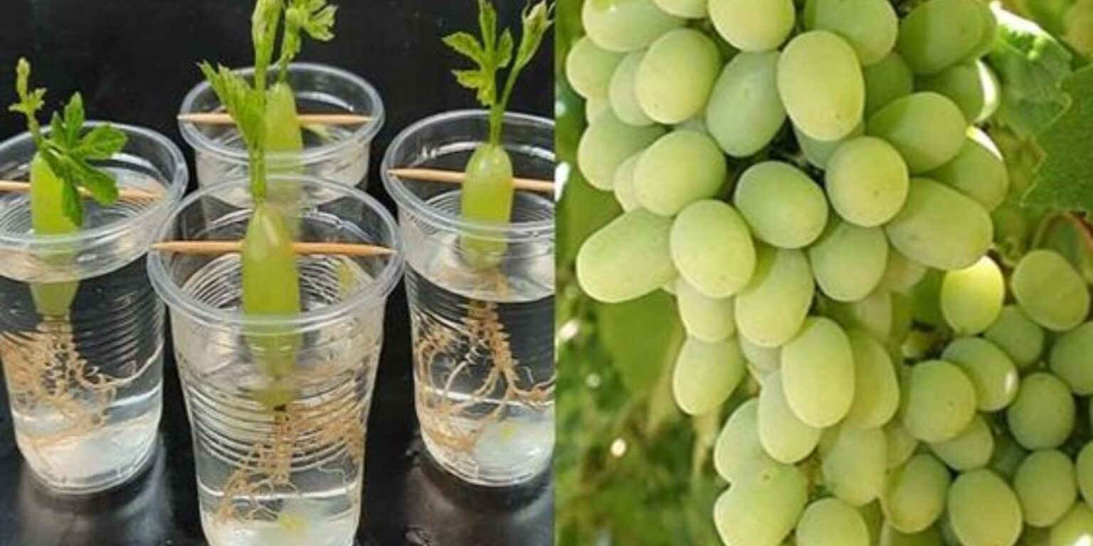 How to Grow Grapes in Containers at Home (from Seed 🍇) - Natural Garden ...