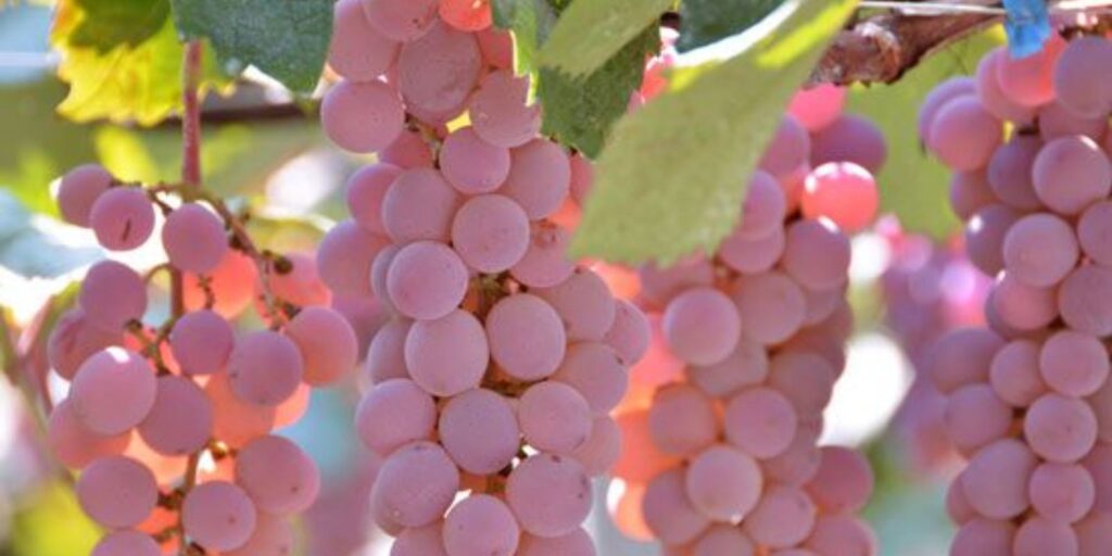 Japanese Koshu Pink Grapes: A Guide to Growing and Enjoying This ...