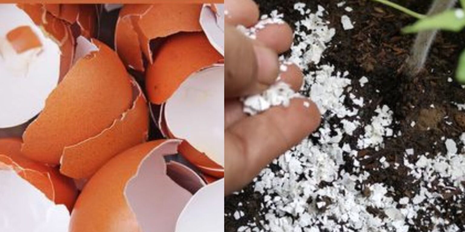 How to Use Eggshells as Fertilizer: A Comprehensive Guide - Natural ...