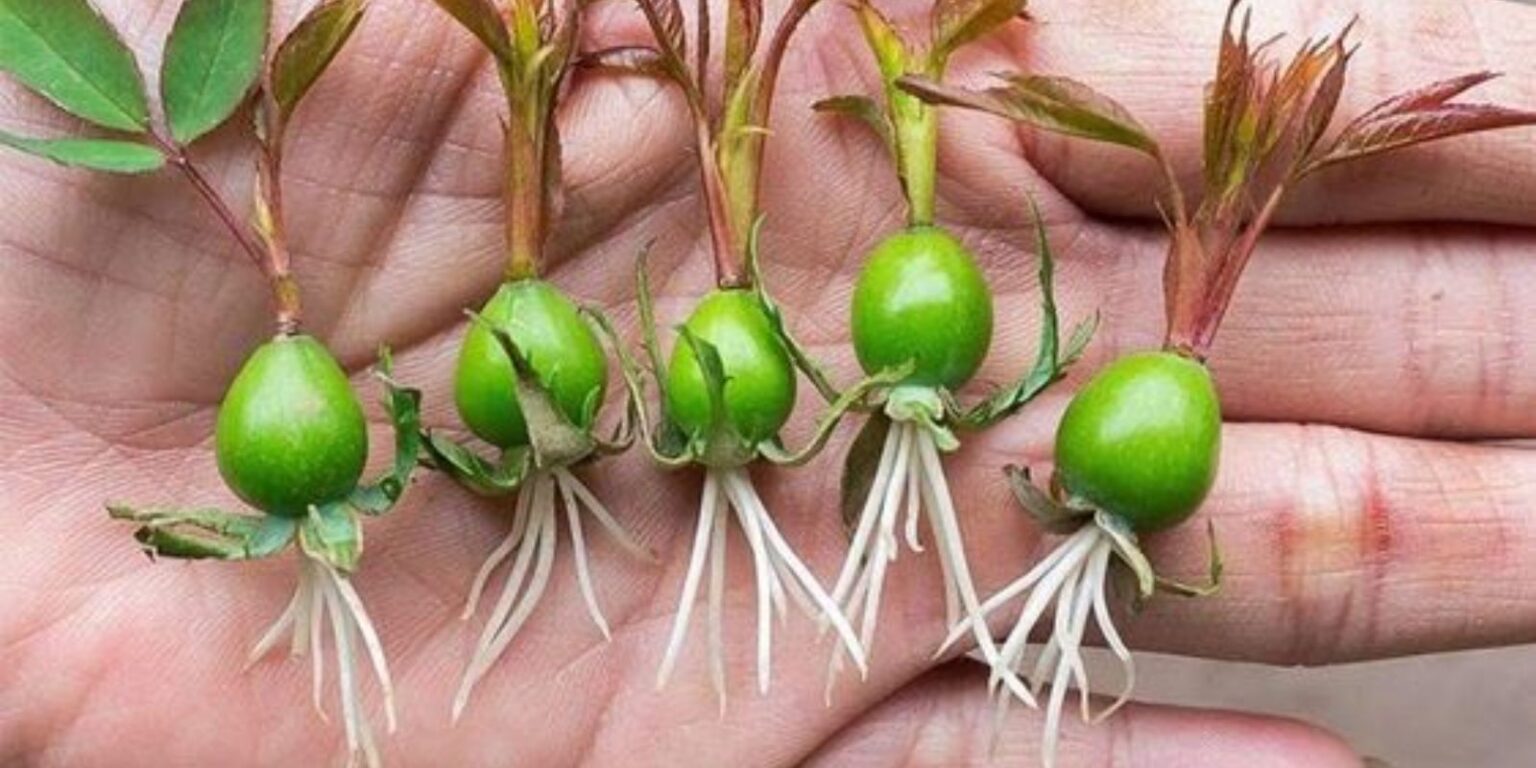 How to Grow Roses from Rose Calyx: A Step-by-Step Guide - Natural ...