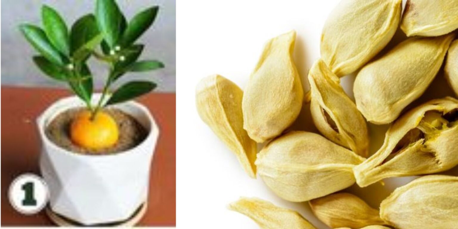 How to Germinate Lemon Seeds: The Infallible Tactic of Every Nurseryman ...
