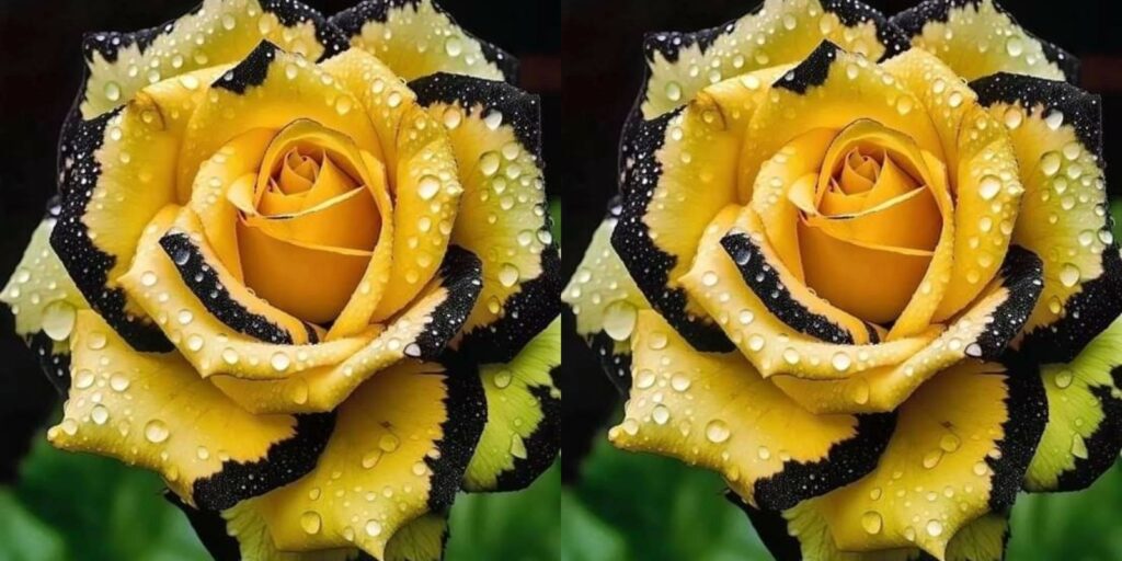 How to Grow and Care for Black and Yellow Roses: A Complete Guide ...