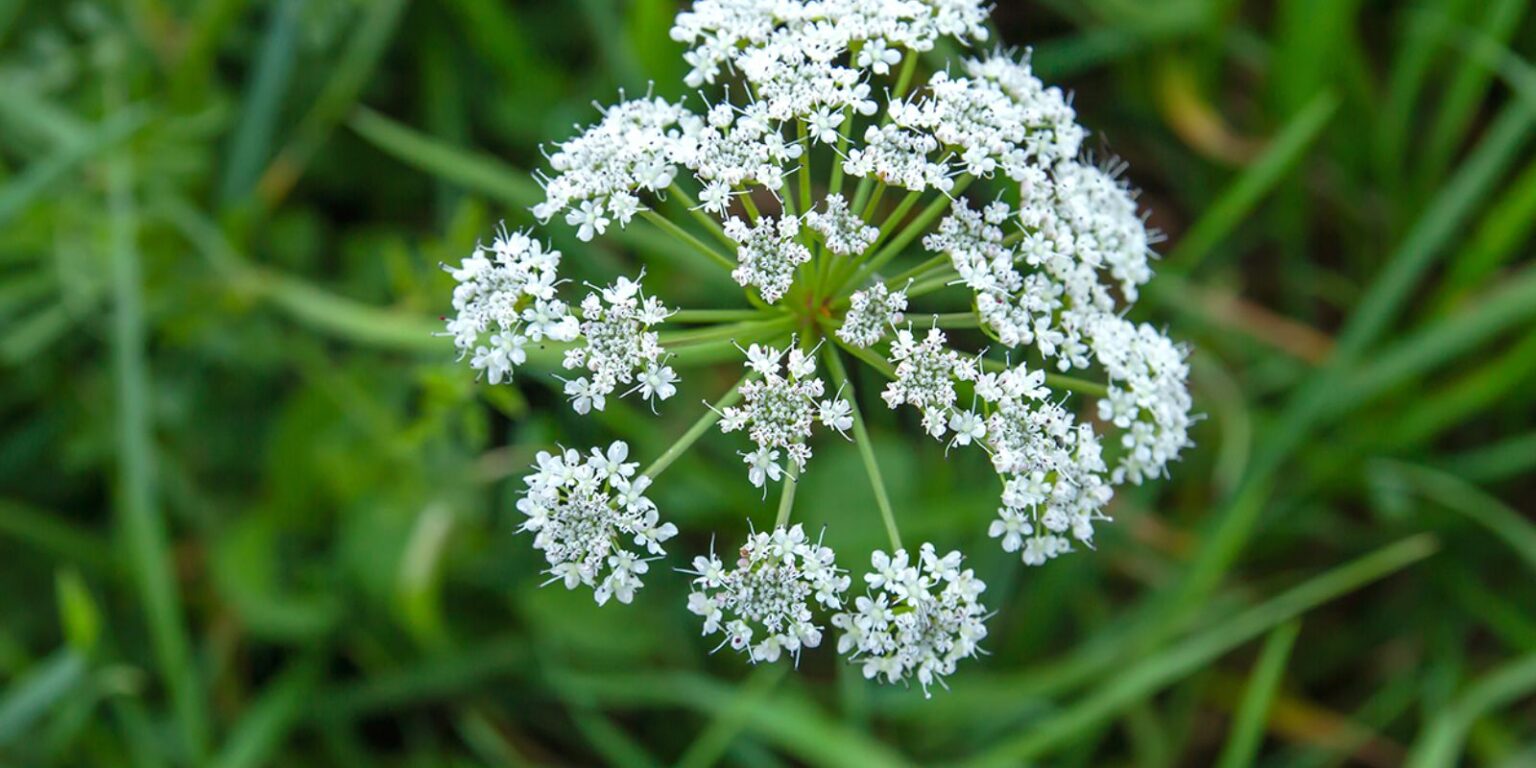 Where Does Poison Hemlock Grow and How to Control It - Natural Garden Tips