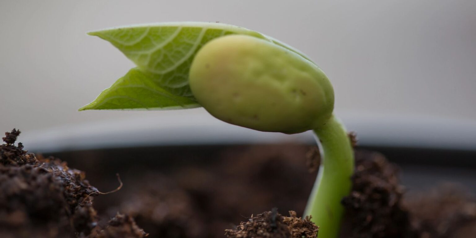 Understanding Cotyledons: When and Why Do They Fall Off? - Natural ...
