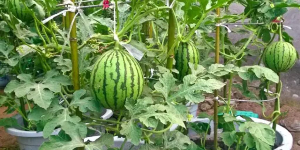 Container Gardening: Growing Watermelons in Small Spaces - Natural ...