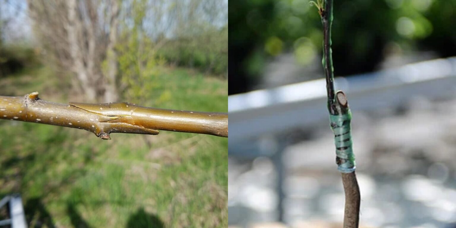 Whip and Tongue Grafting: Basics, Benefits, and How to Master the ...