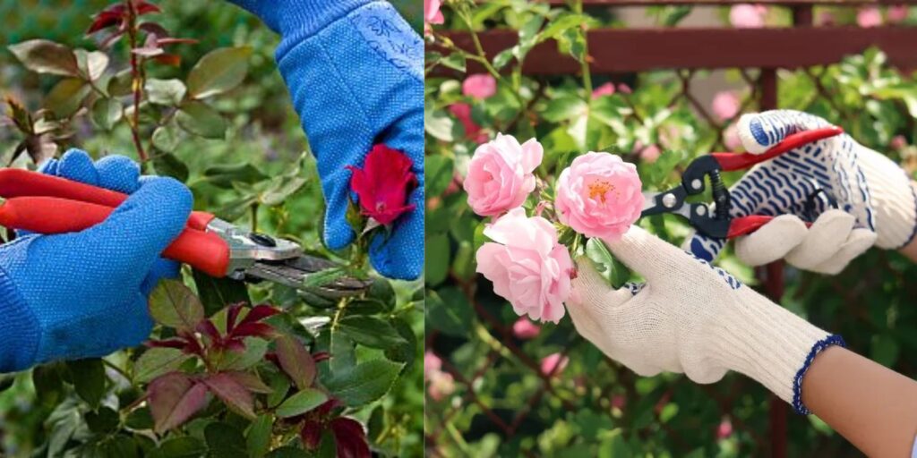 The Art of Pruning Roses: A Comprehensive 7-Step Guide for Vibrant ...