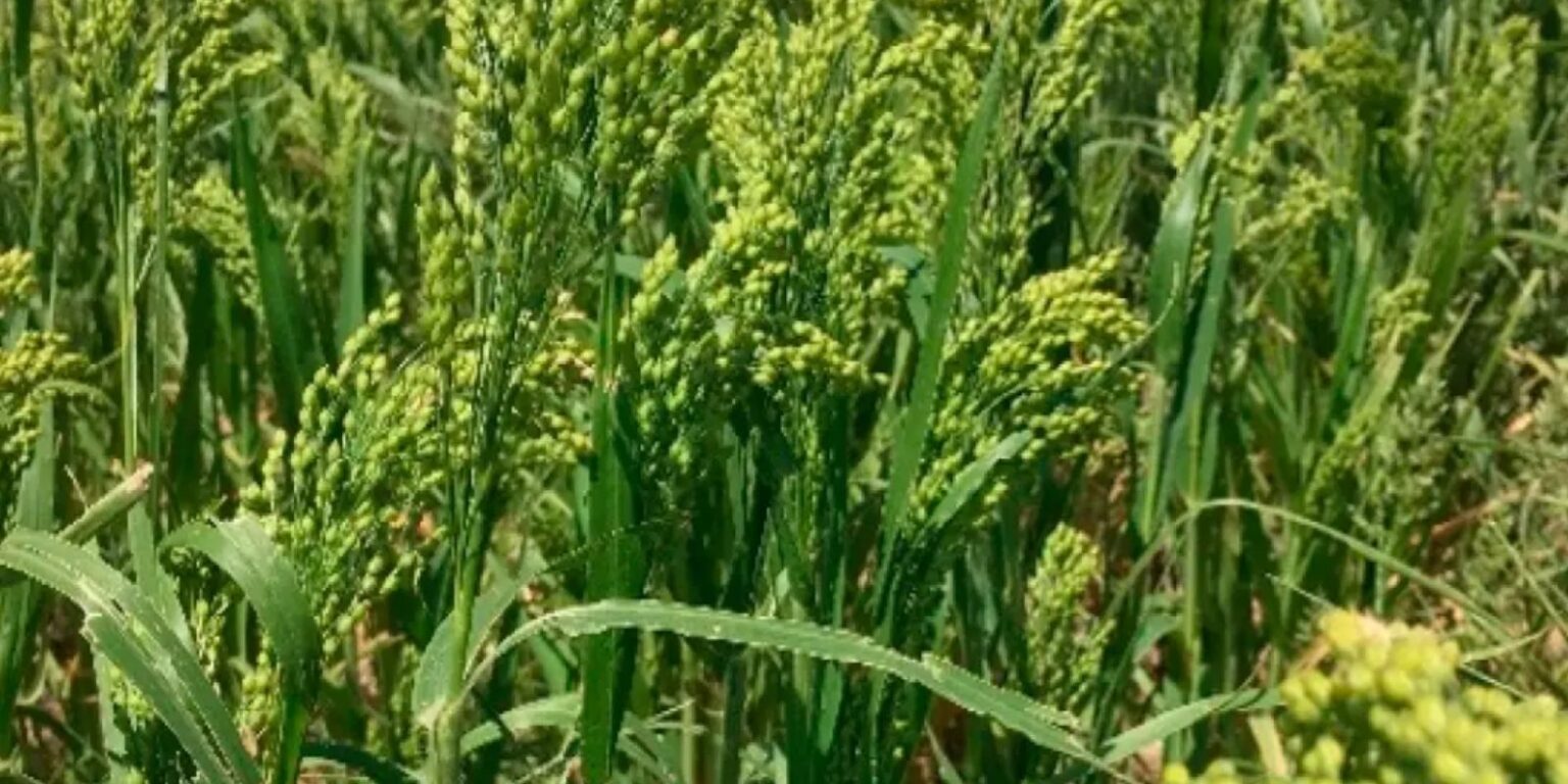 Growing Proso Millet: A Comprehensive Guide - Natural Garden Tips