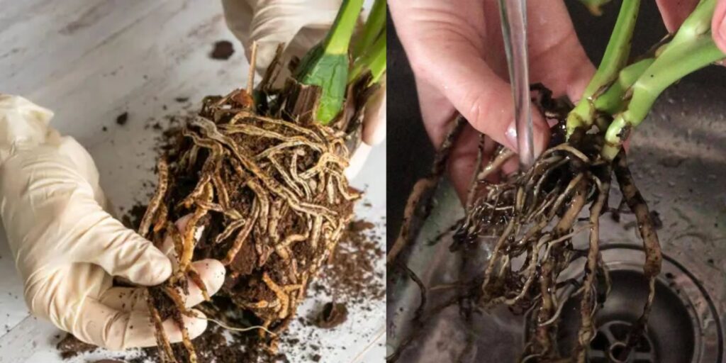 How To Prevent, Identify & Treat Root Rot In Houseplants - Natural ...