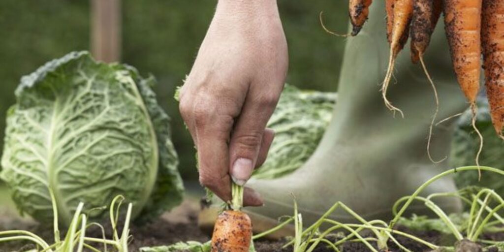 Growing Healthy Organic Vegetables: Essential Tips for a Thriving ...