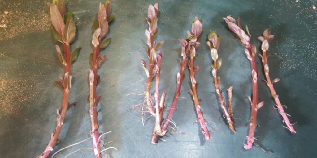 Basal Propagation: A Comprehensive Guide to Growing New Plants from ...