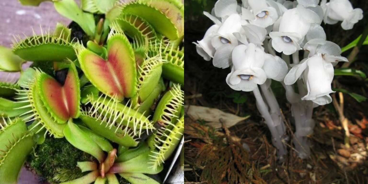Real Life Sci-Fi Plants That Look Like They’re From A Movie - Natural ...