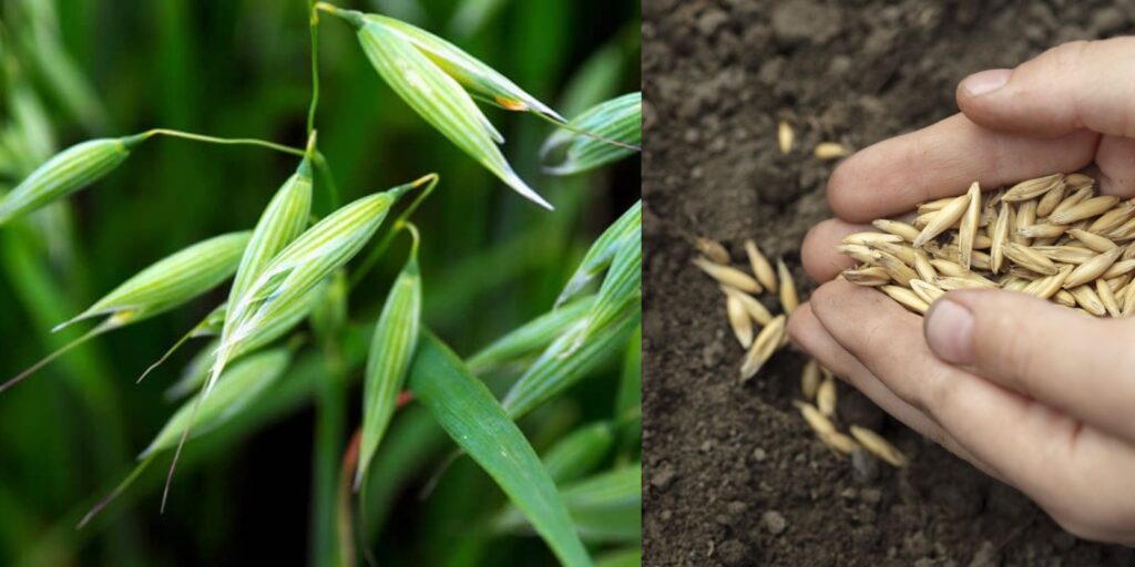 Growing Oats: Best Varieties, Planting Guides, Care, Problems, and ...