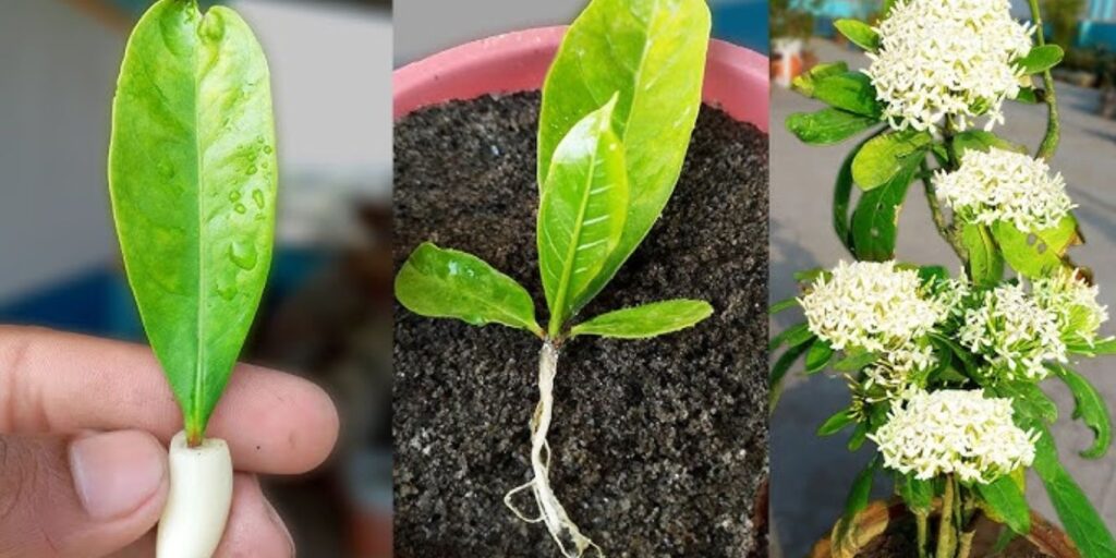 Growing Ixora from Leaves: A Comprehensive Guide to Propagating This Stunning Plant - Natural ...