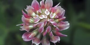 How to Grow Alsike Clover Plants: A Comprehensive Guide - Natural ...