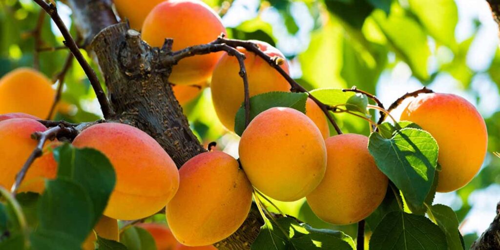 How to Grow Apricot Trees from Pits or Saplings: A Comprehensive Guide ...