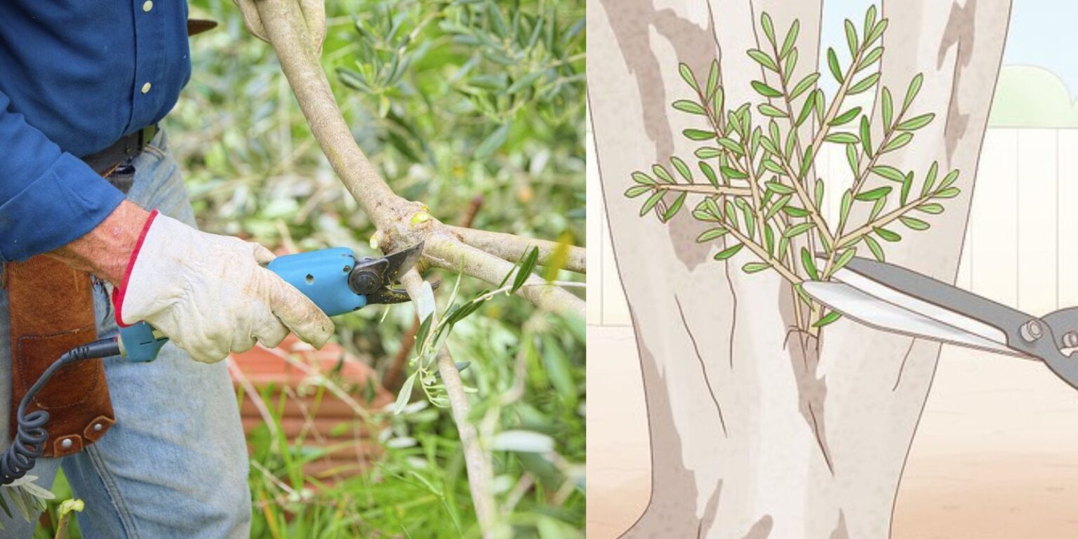 Mastering the Art of Pruning Olive Trees for a Decorative Garden: A Step-by-Step Guide - Natural ...