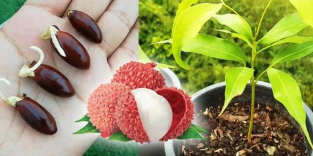 How to Plant Lychee Seeds: A Comprehensive Guide - Natural Garden Tips
