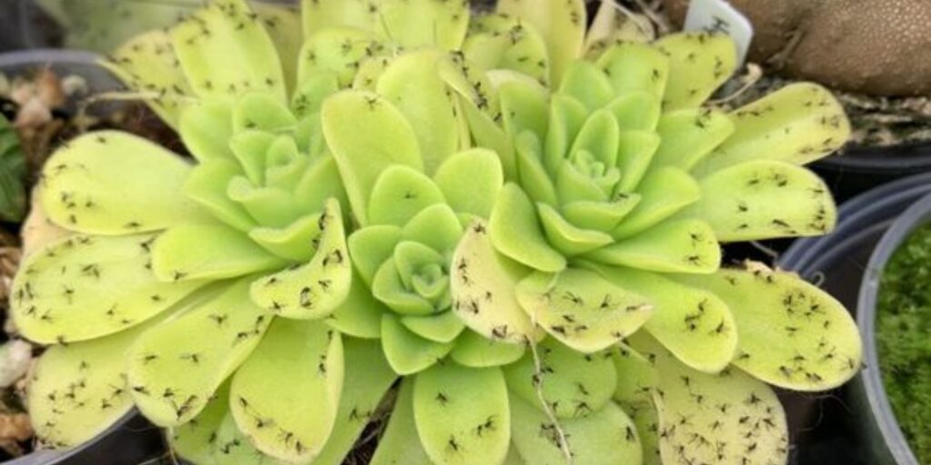 Discover the Ping: A Plant You Need in Your Life - Natural Garden Tips