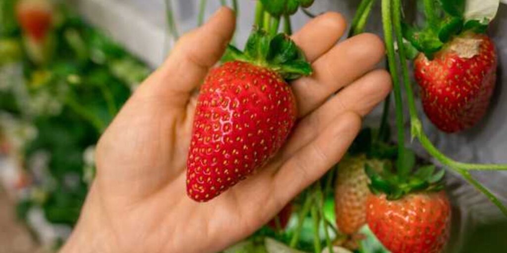 The Secret to Growing Bigger, Juicier Berries: A Comprehensive Guide - Natural Garden Tips