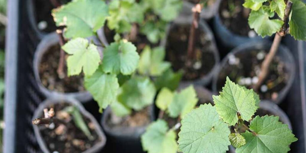 Growing Grapes from Seeds in Containers: A Step-by-Step Guide to Your ...