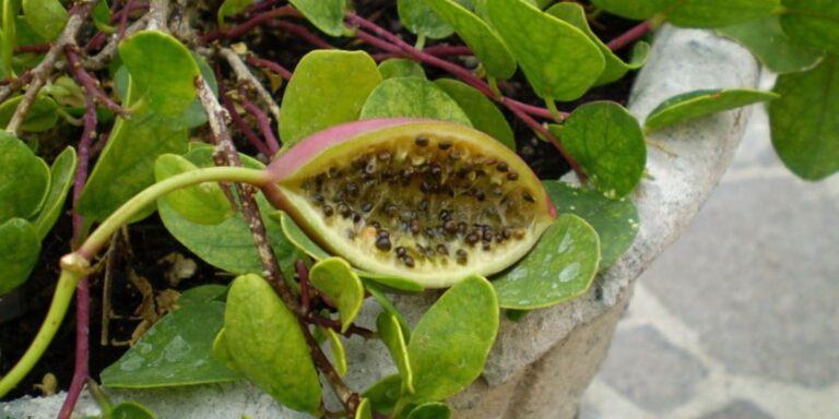 Growing Capers: How to Plant, Grow, and Care for the Caper Bush ...