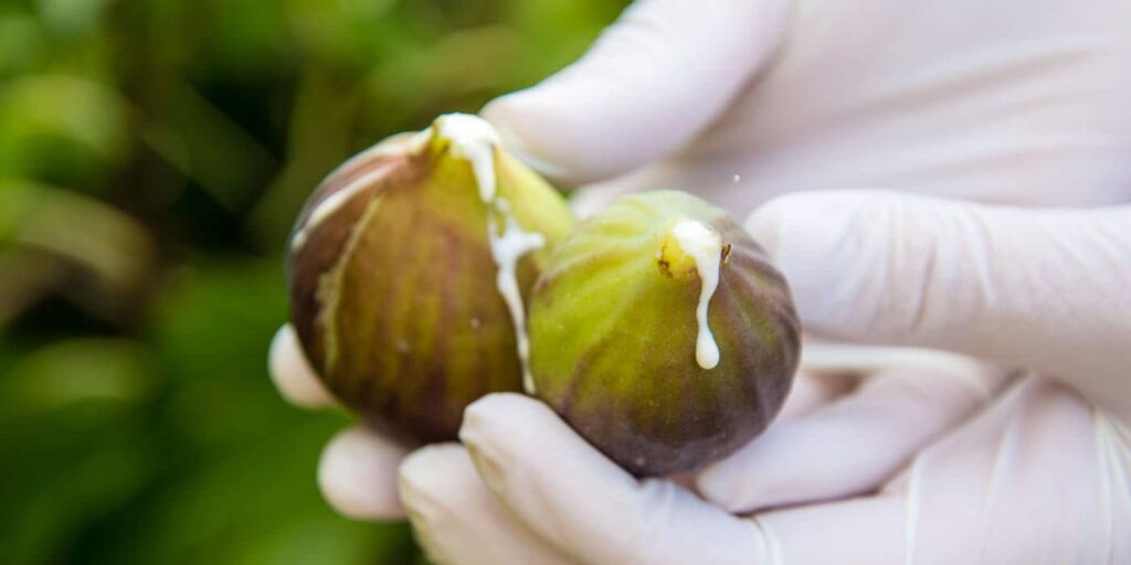 The Secret Behind Collecting Milky Fig Sap: Benefits, Techniques, and ...