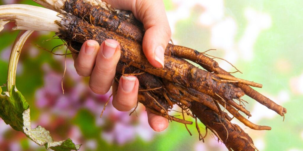 Why Burdock Roots Are the Most Important Part of the Plant: A ...