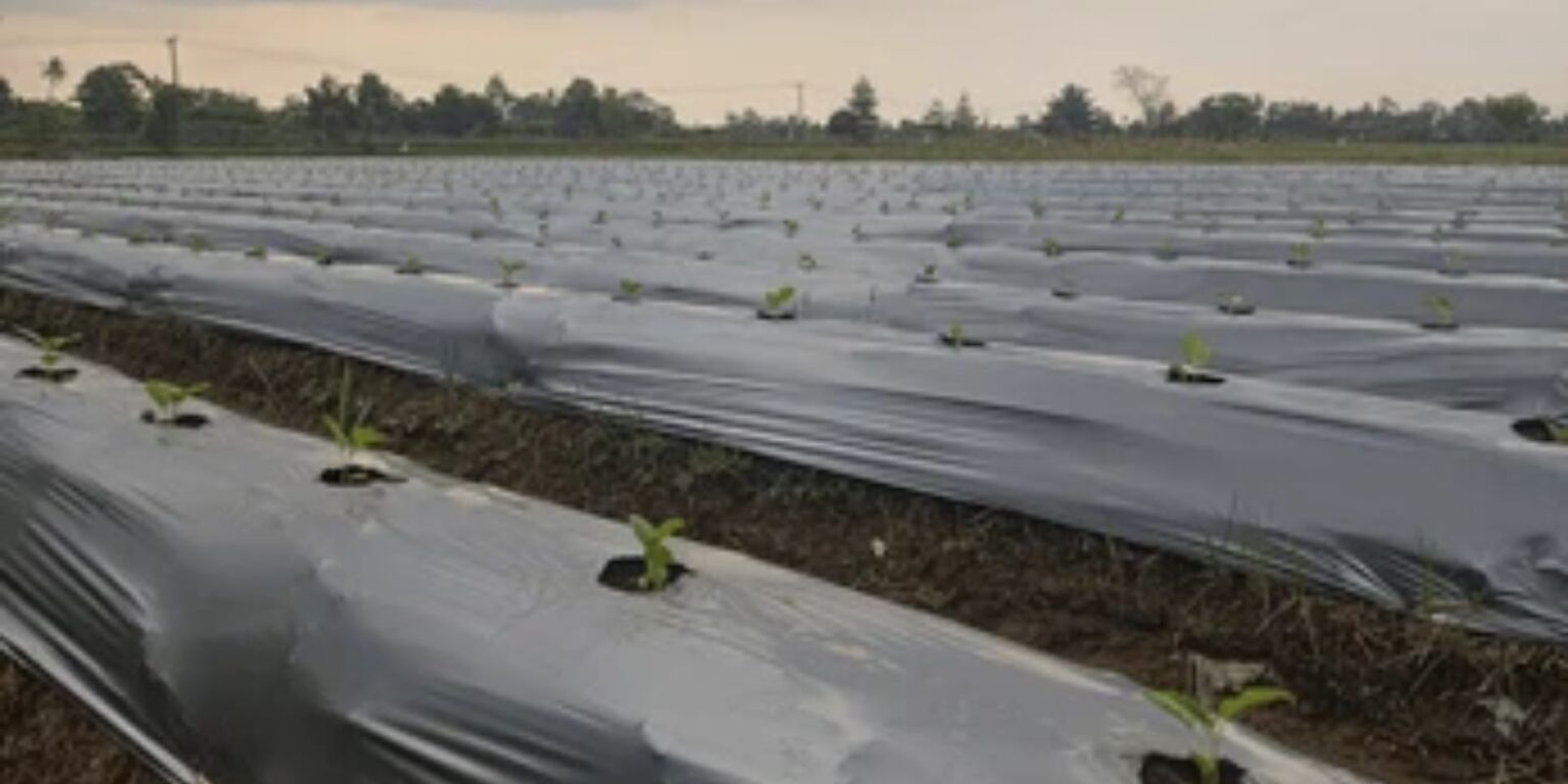 Understanding and Using Colored Plastic Mulch in Your Garden - Natural ...