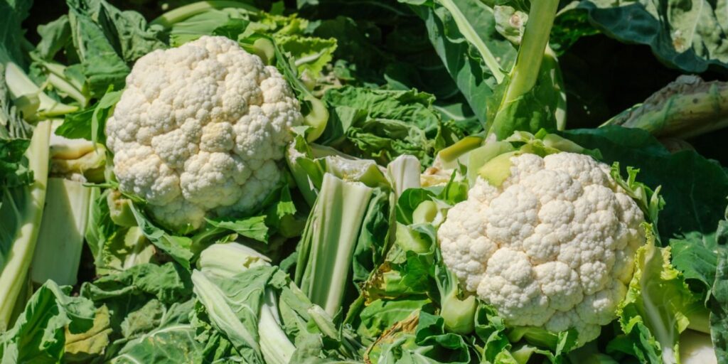How to Grow a Cauliflower Tree from an Existing Cauliflower: A Step-by ...