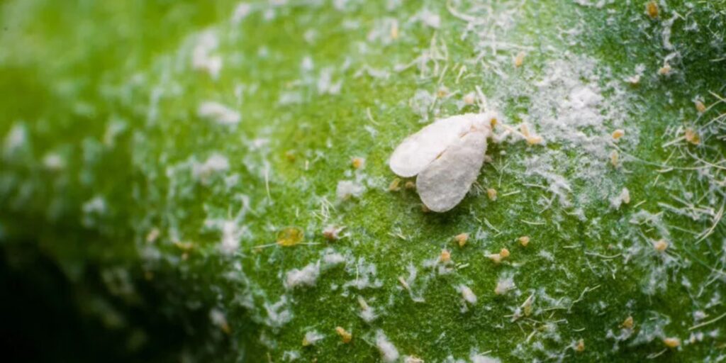 Mastering Whitefly Control: Proven Strategies to Tackle Out-of-Control ...