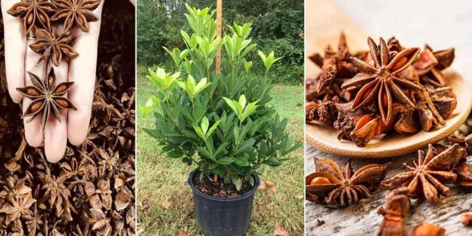 How to Grow Anise at Home: From Seed to Spice in Your Pots - Natural ...