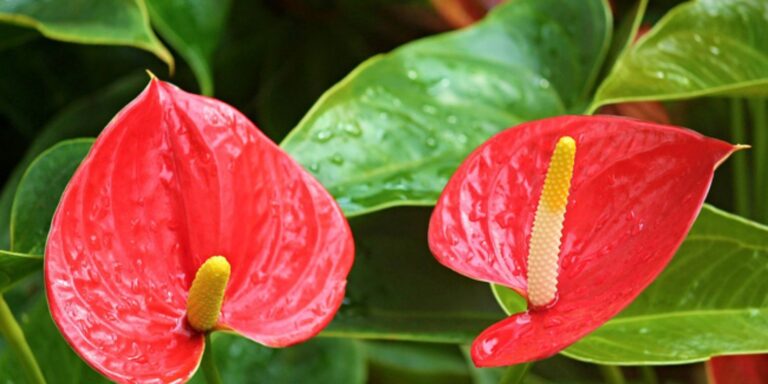 The Ultimate Guide to Caring for Anthuriums: How to Nurture and Grow ...