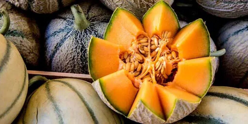 Growing Melons in Containers: A Sustainable Approach Using Kitchen ... Growing Melons in Containers: A Sustainable Approach Using Kitchen ...