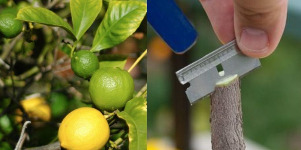 Title: Mastering Citrus Grafting: Techniques for Lemon, Orange, and ...