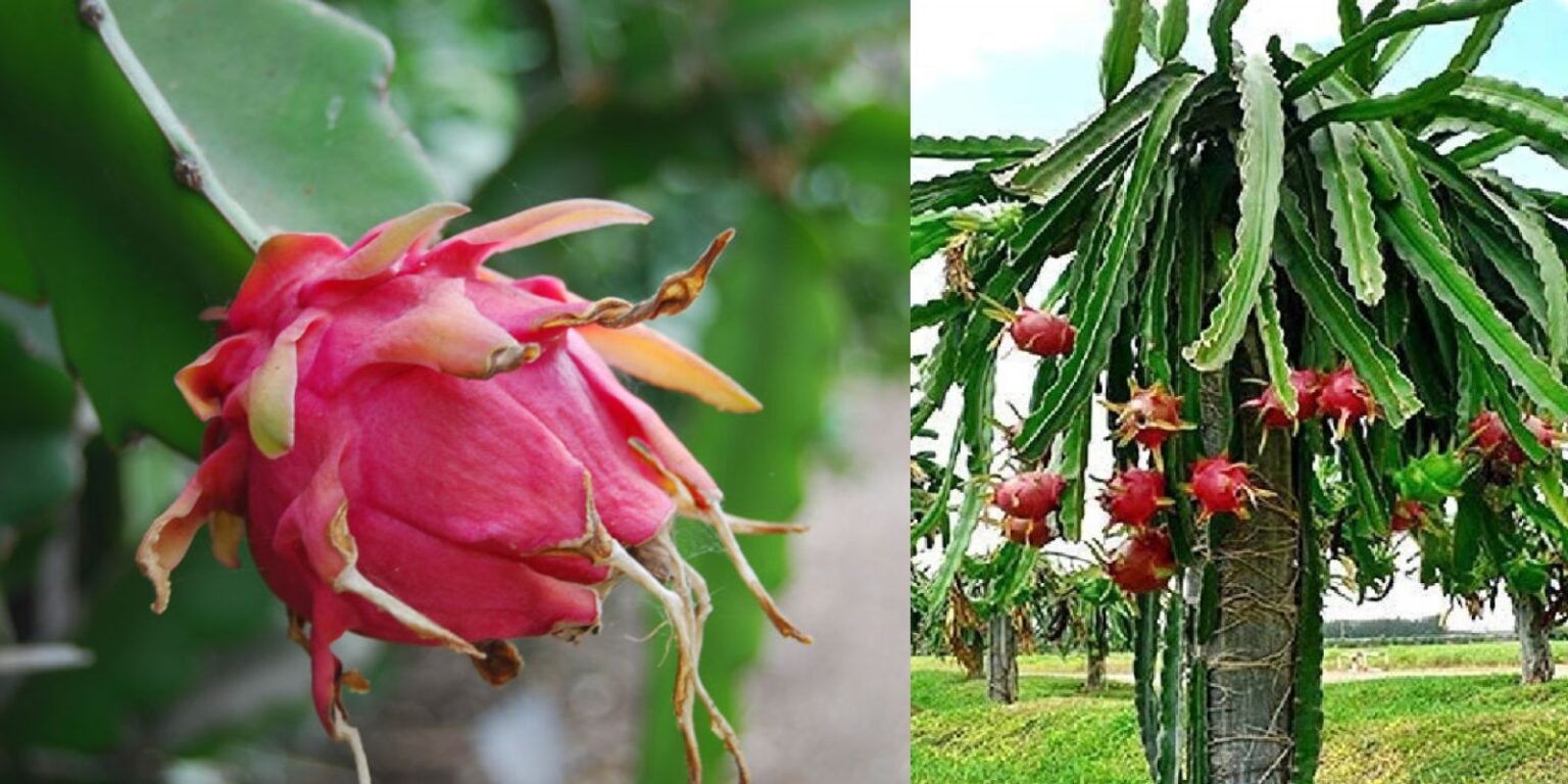 A Comprehensive Guide to Growing a Dragon Tree from Seeds - Natural ...