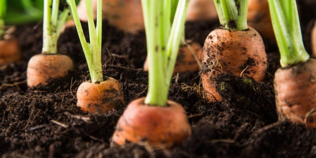 Mastering the Art of Growing Perfectly Straight Carrots: A ...