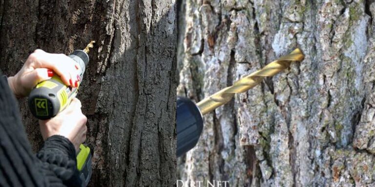 Grafting Trees with a Drill: A Revolutionary Approach to Tree ...