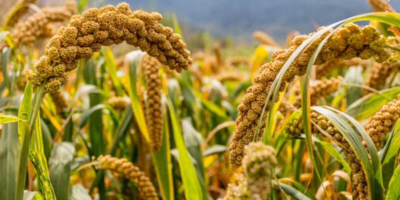 Growing Millet: A Comprehensive Guide to Planting and Caring for This ...